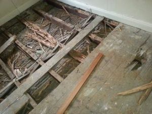 Pest Control Services Sydney- Termite Treatment - Leading Pest Control